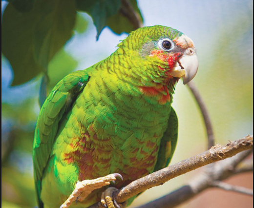 Cayman Birds | Animals of the Cayman Islands